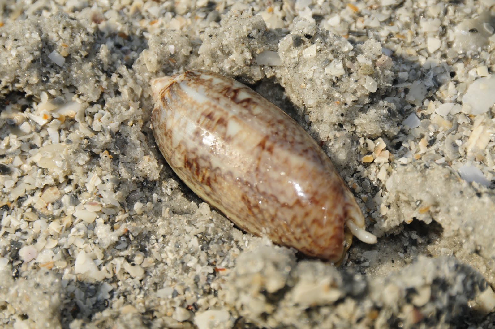 Capt. Brian's Observations On The Water: Live Olive Shells