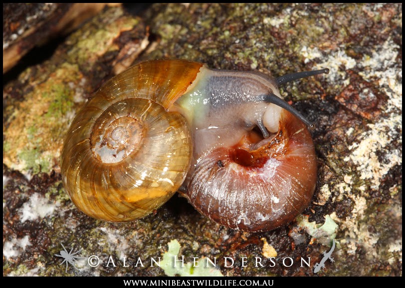 Minibeast Wildlife - Rainforest Encounters: Carnivorous snail