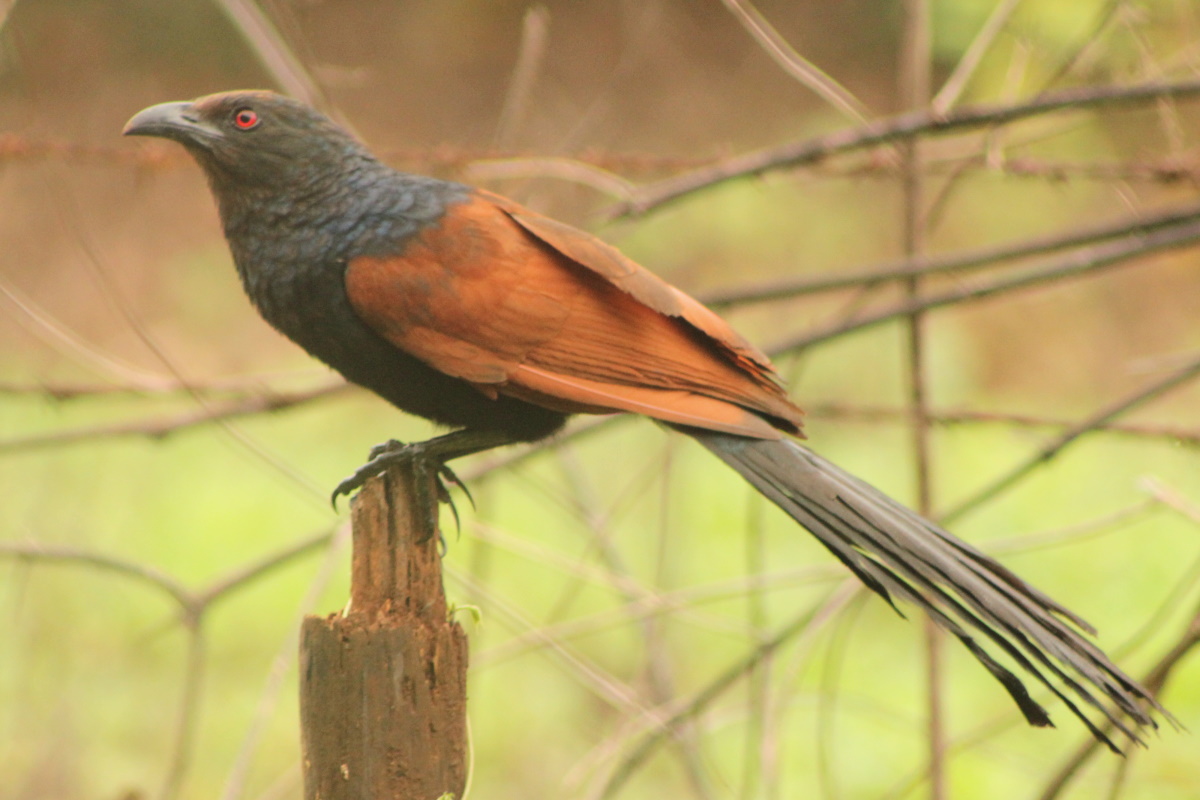 Life at Dharwad: Crow Pheasant ~ ರತ್ನಪಕ್ಷಿ