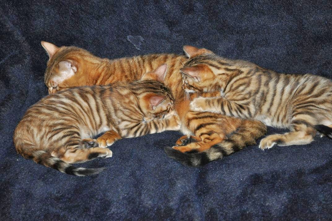 information : "kucing toyger" miniatur harimau