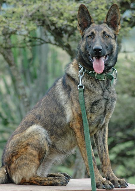 RIDGEBACK K9: RIDGEBACK AFRICA K9 TEAM