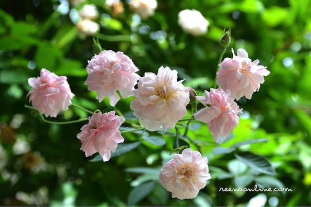 Reena's Online: Fotografi Bunga / Flower Photography #1