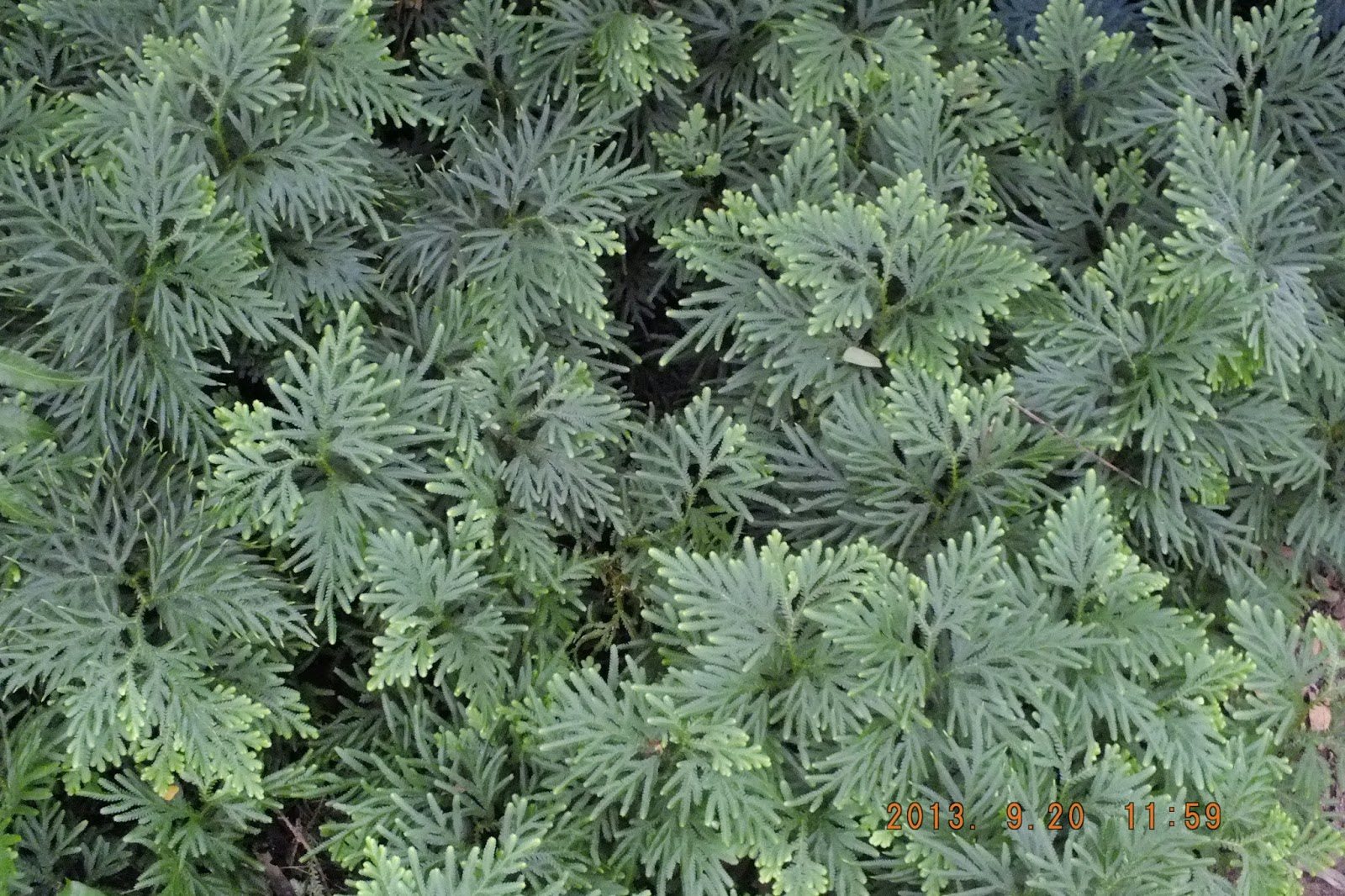 Photography with Dr. Ernie.: a soft carpet of fernlike plant