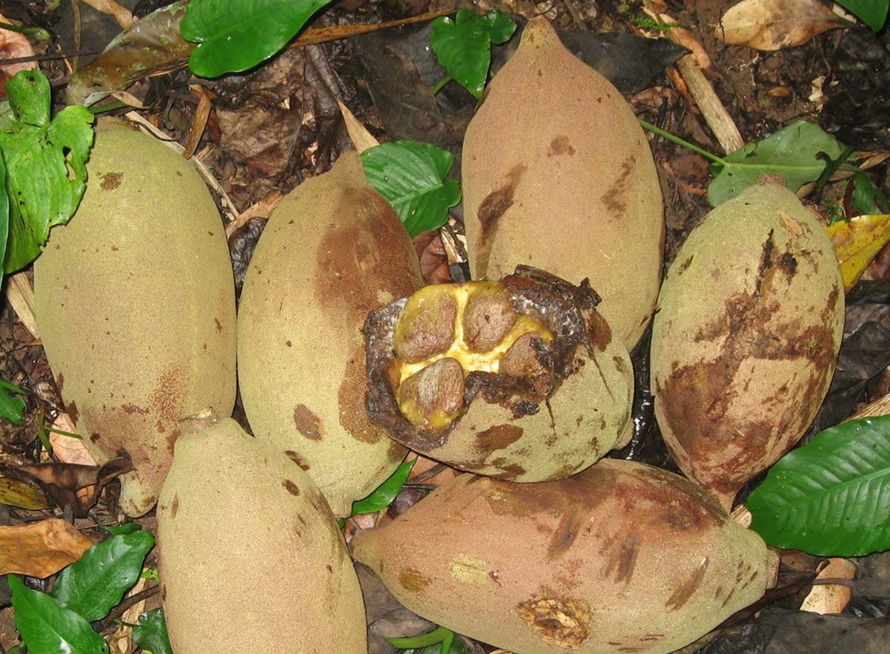 Sayang-sayang Buah Kepayang | Ibu Berbicara