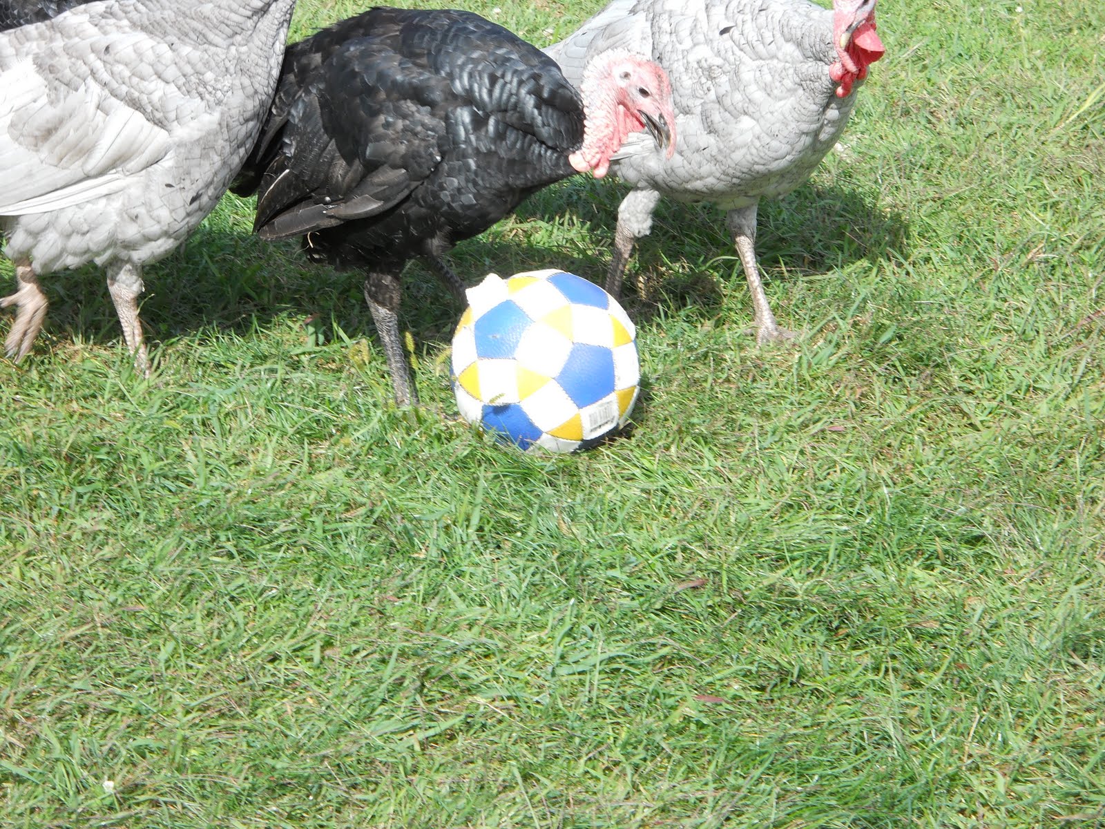 GrassStain Farm: Turkey Soccer