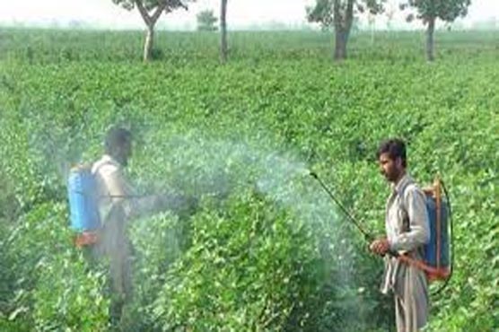 PEST SCOUTING IN COTTON CROP