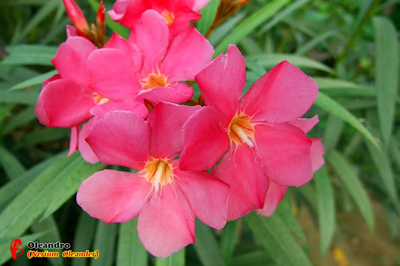 Unaienses: FLORA MEDICINAL - Saiba melhor quem é Oleandro (Nerium ...