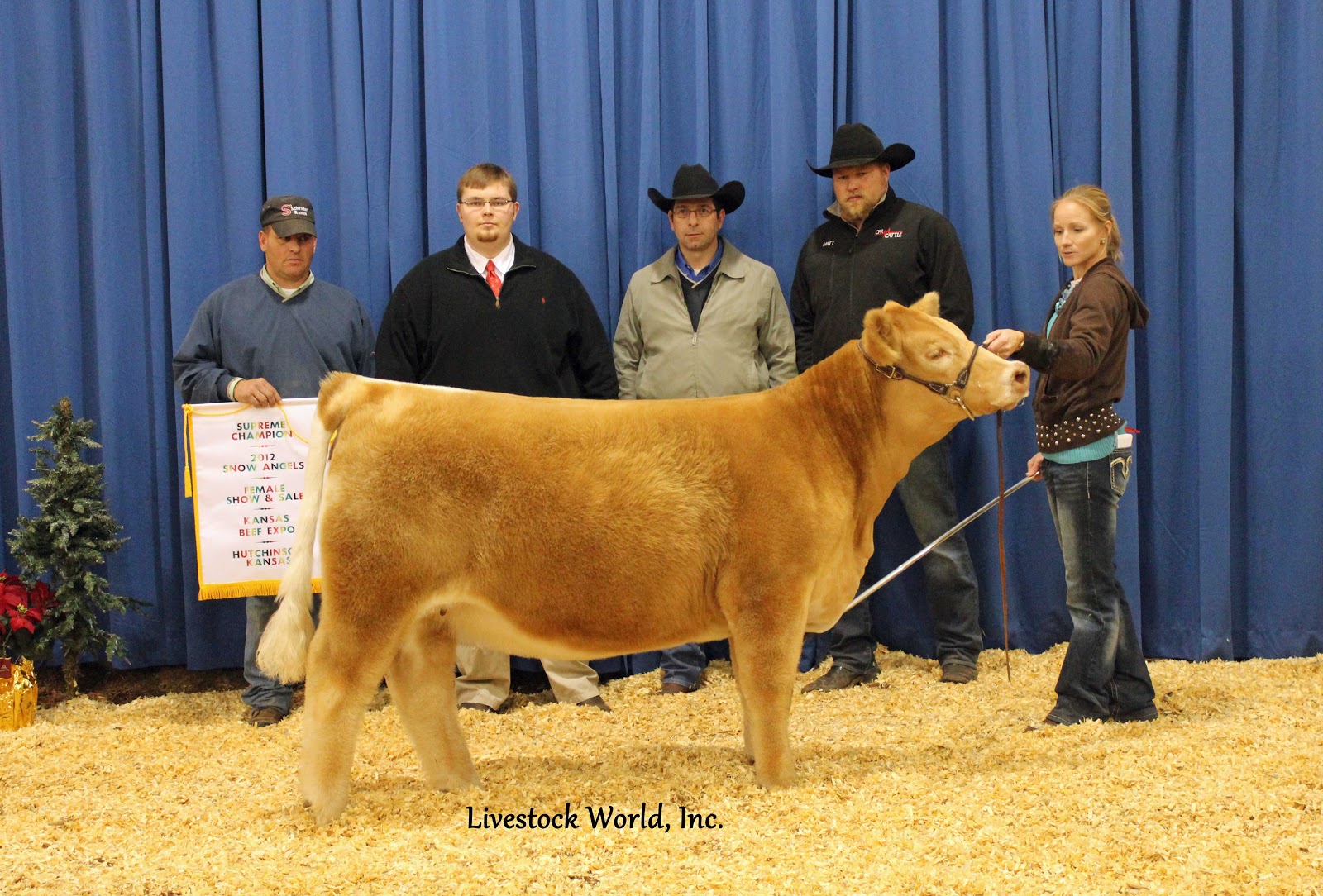 Executive Sires, Inc.: 2012 Kansas Beef Expo - Snow Angels Prospect ...
