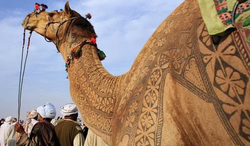 Moon to Moon: Camel Art....