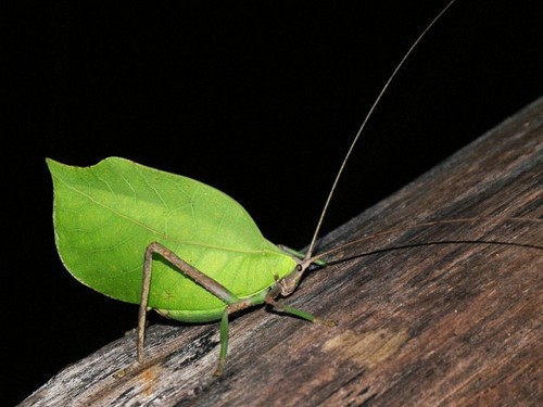 Insectos palo e insectos hoja