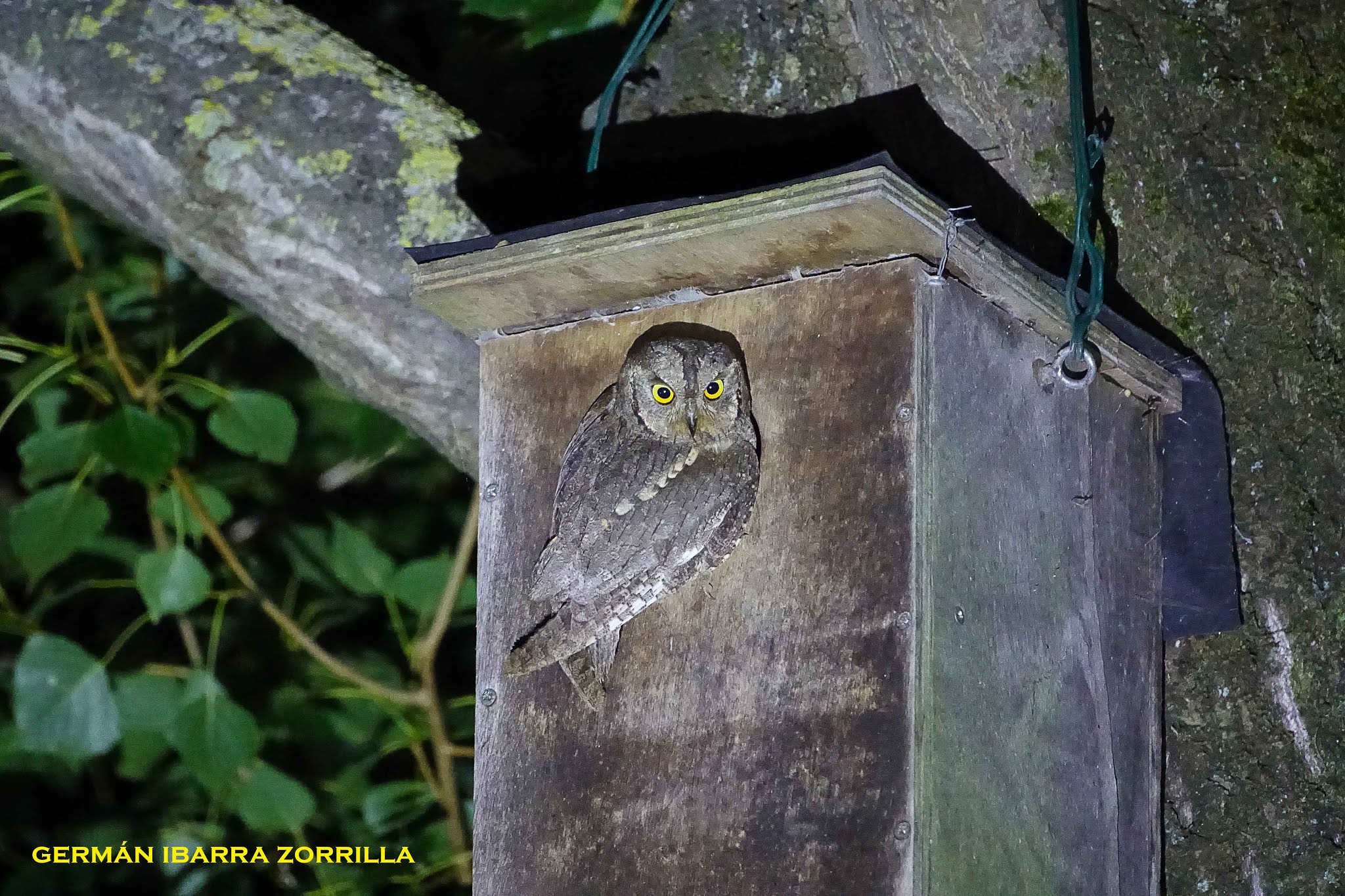 FAUNA COMPACTA el blog de Germán Ibarra Zorrilla: Autillo europeo (Otus ...
