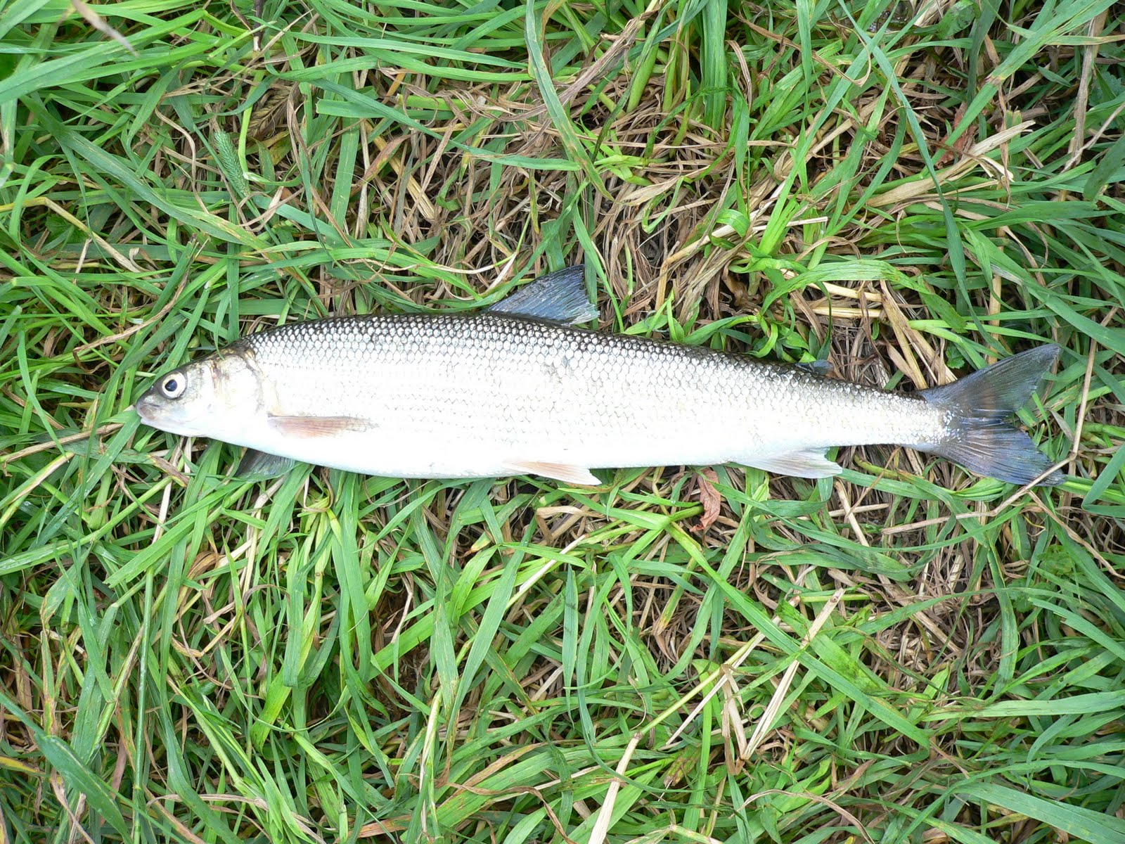 Catch-M-All: My Name Is Ishmael: #24 Round Whitefish