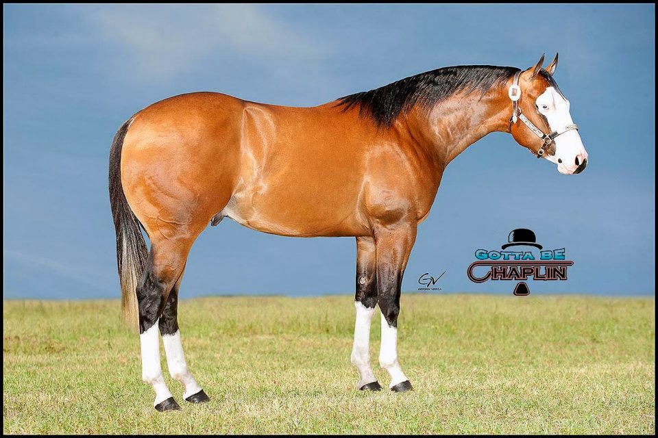 Spooks Gotta Gun Pedigree