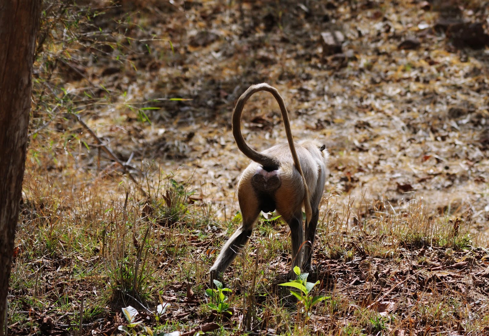 Zunka Bhakri......: On trail of Tiger @ Tadoba-Kolsa