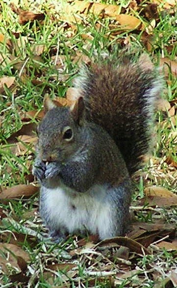 Still Finding Cash: Keeping Squirrels Out of Plants - UGH!