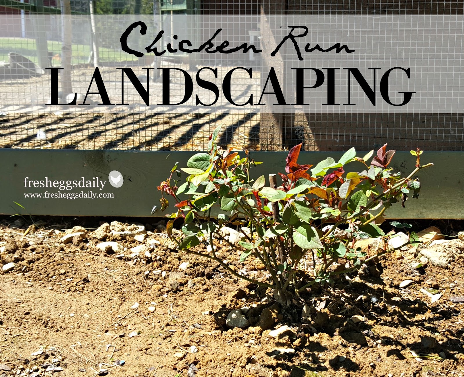 Landscaping our New Chicken Run - Fresh Eggs Daily® with Lisa Steele