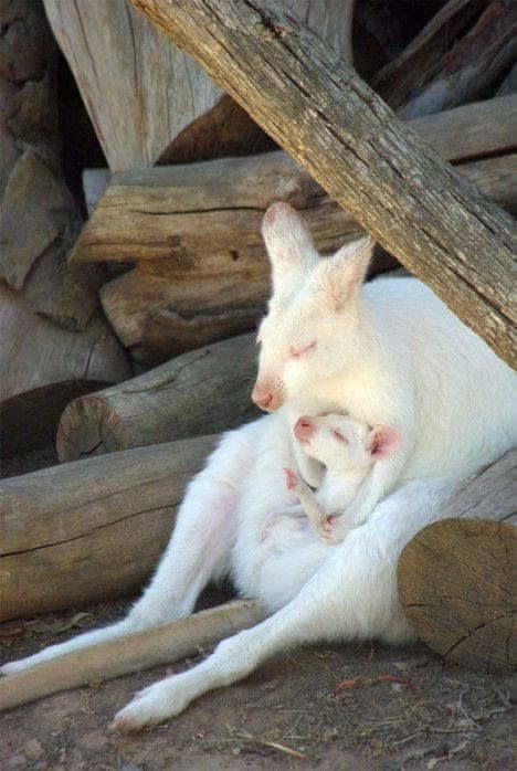 A-Z List of 125 Rare Albino Animals [Pics] - Our World Stuff