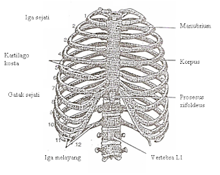 CiciLia BanGeuD: ASUHAN KEPERAWATAN PADA PASIEN TRAUMA THORAKS