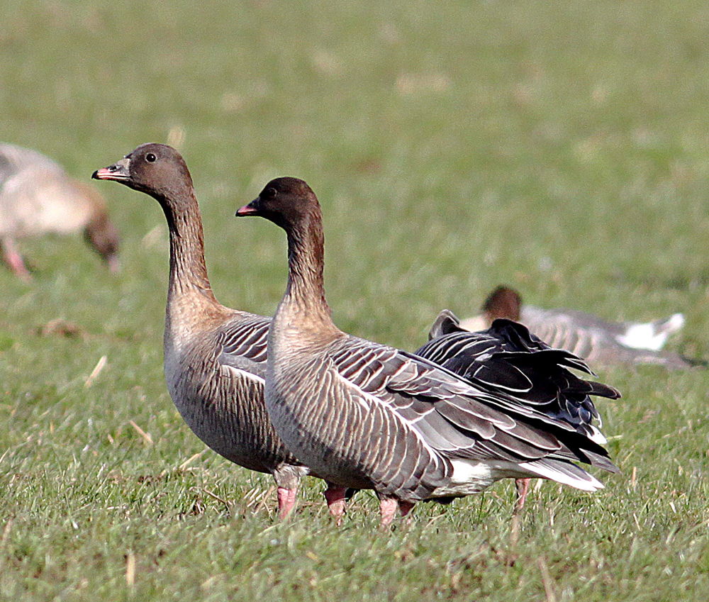 Another Bird Blog: Pinks And Wheats