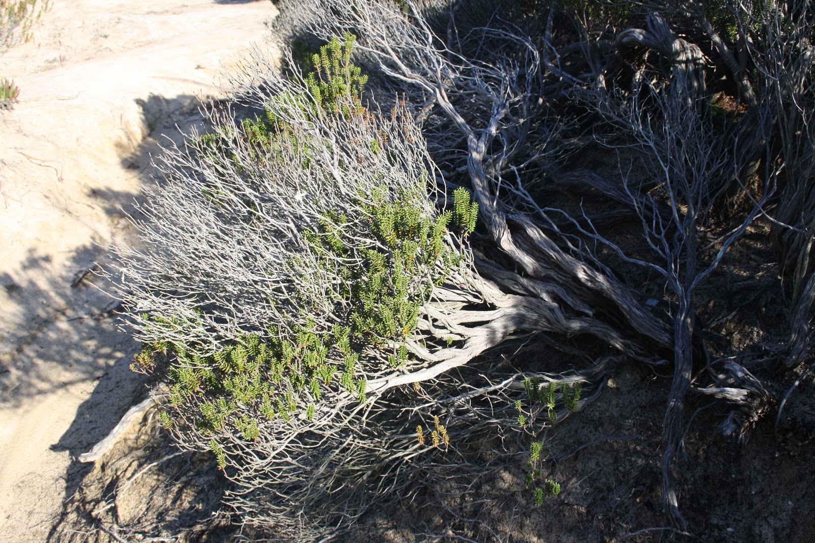 Plantas: Beleza e Diversidade: Camarinha (Corema album)