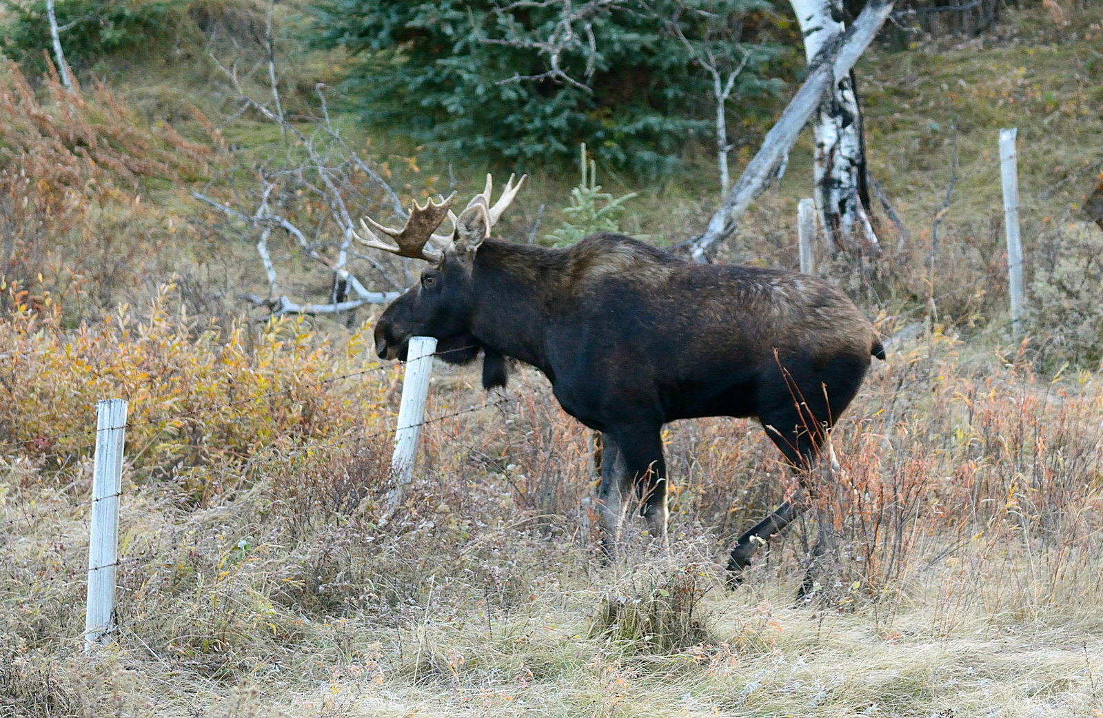 Turbo's Track and Photo Tour: Moose, Deer, Roughlegged (20141004) How ...