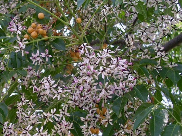 6 Manfaat Dan Khasiat Daun Mindi Bagi Kesehatan Yang Menakjubkan - Tips ...