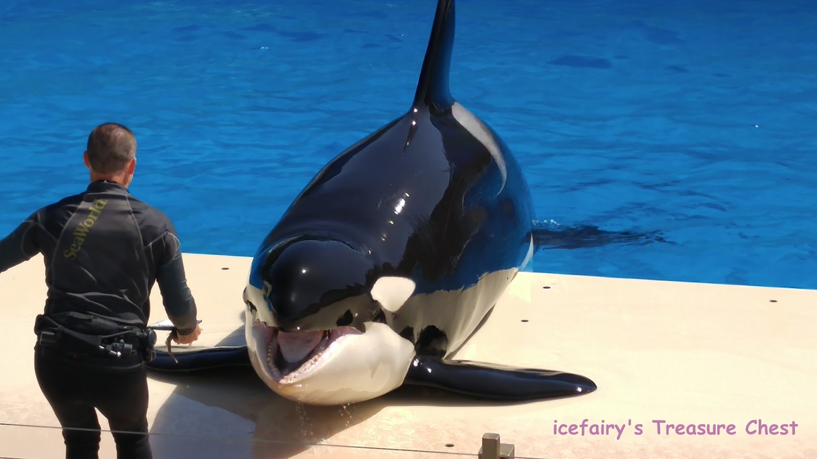 Go Behind the Scenes of New Attractions at SeaWorld & Family Four Pack ...
