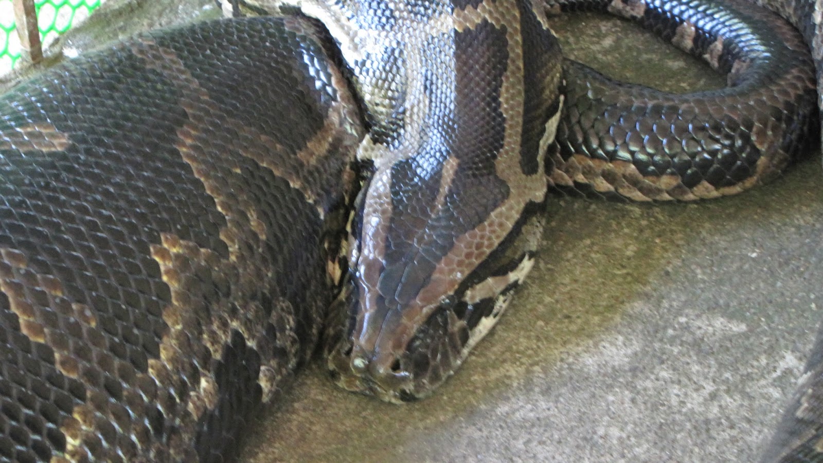 TravellinRonzky : the journey moments of Ron Bananola: BOHOL'S PRIDE: A ...