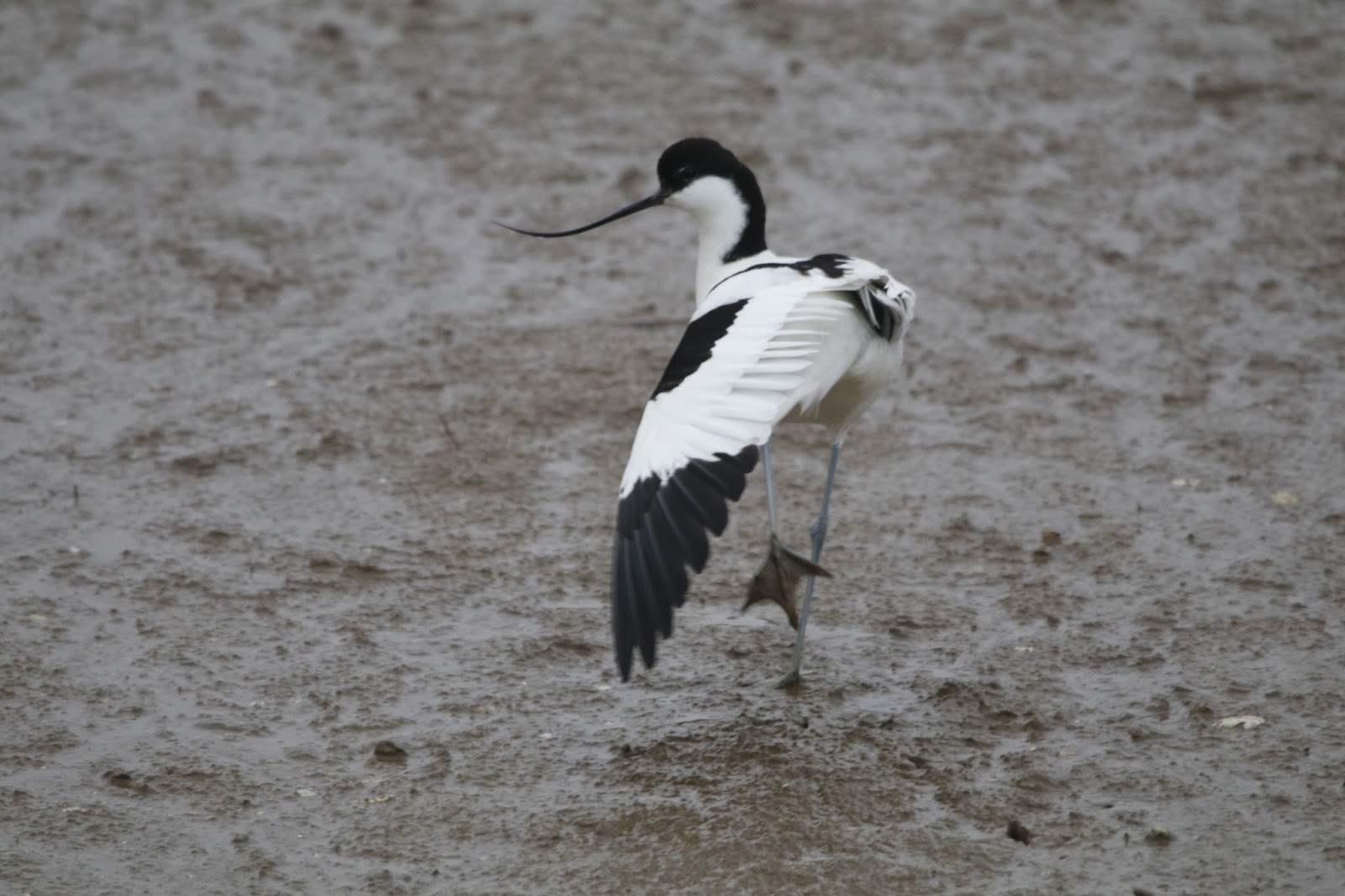 Suffolk Birdwatcher: Norfolk Photo Safari with David Tipling - Part 1 ...