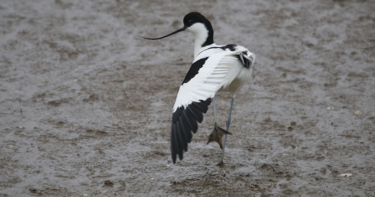 Suffolk Birdwatcher: Norfolk Photo Safari with David Tipling - Part 1 ...