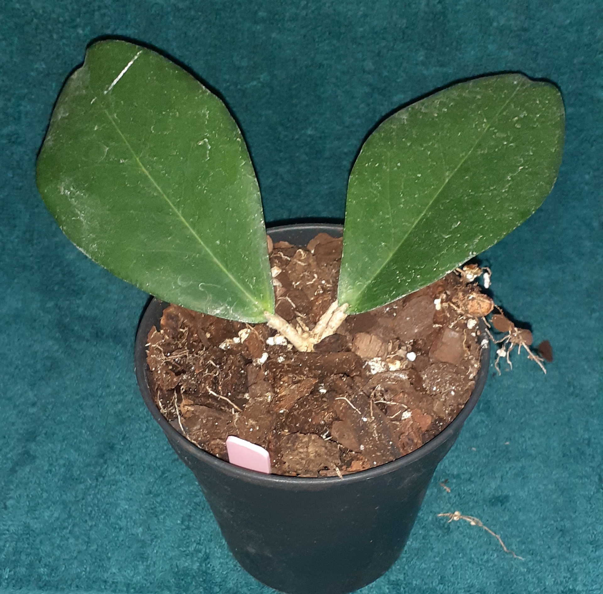 Gerrit's Hoya flowers: 2021