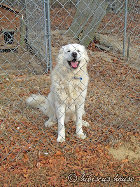 Hibiscus House: Casper Our New Great Pyrenees Dog