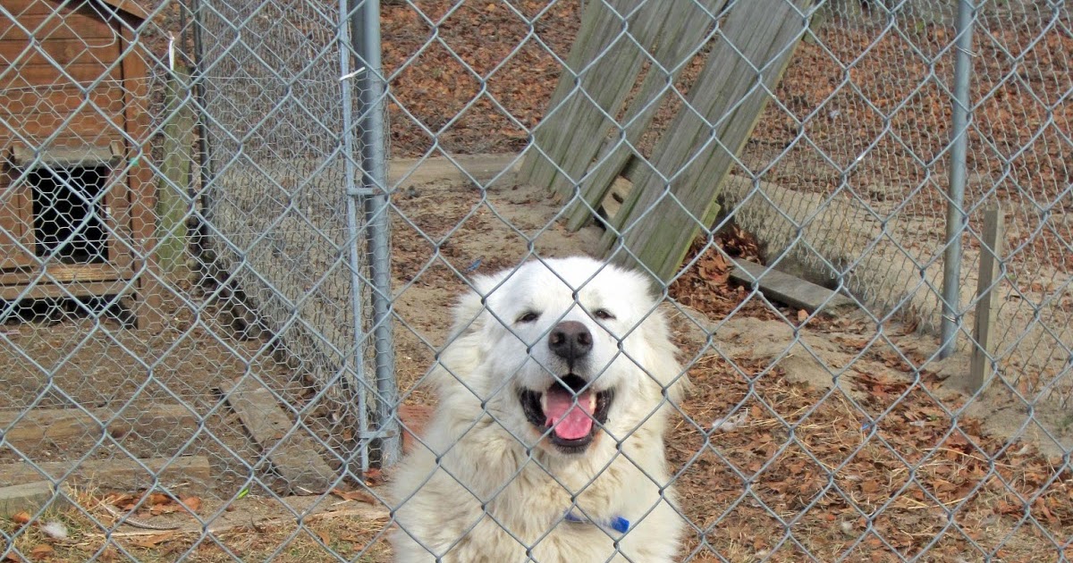 Hibiscus House: Casper Our New Great Pyrenees Dog