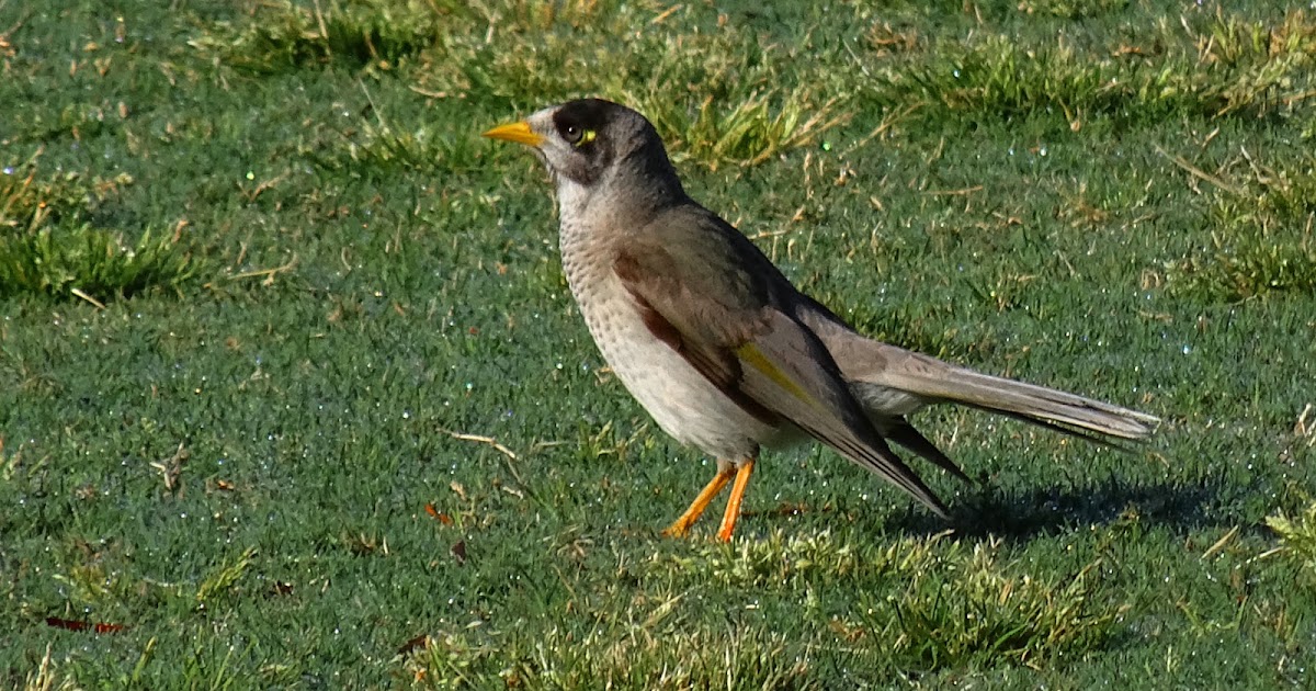 NixPixMix: NOISY MINER BIRD