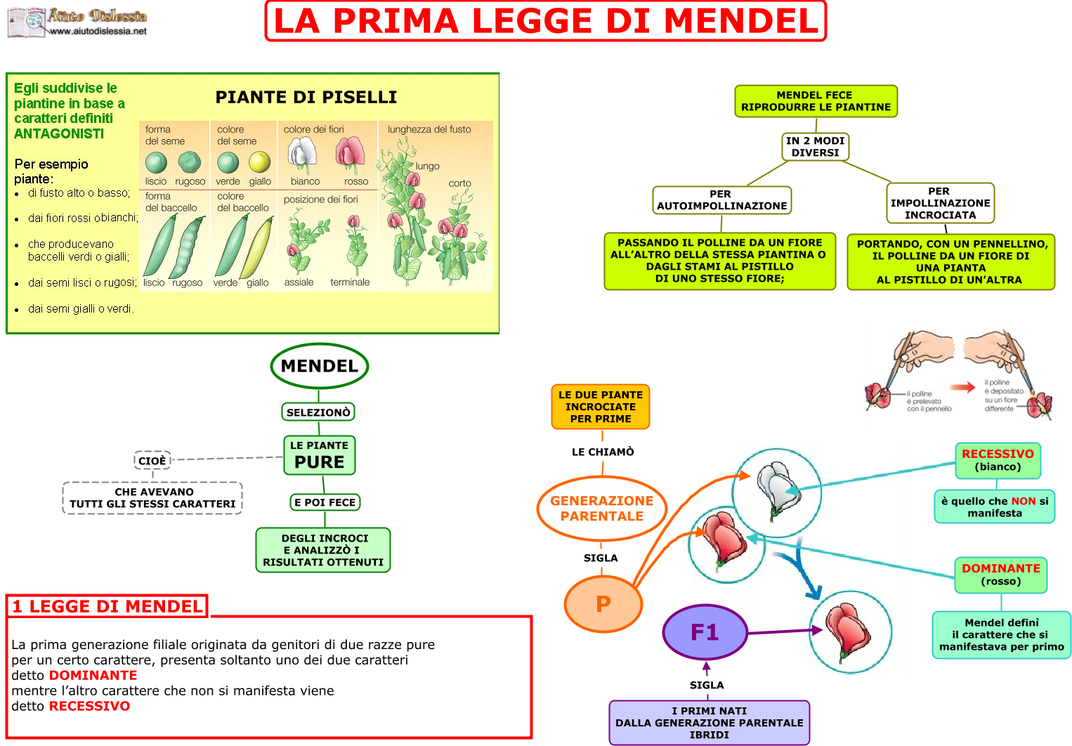 Scienze: Leggi di Mendel e genetica