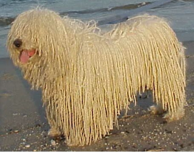 Aylmer to Zazzoo and Beyond: Komondor: The Rasta Dog