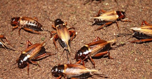 SEPULUH FAKTA JANGKRIK