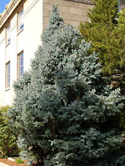 Utah native plants: In memoriam: the “Utah” Blue Spruce (1933-2014)