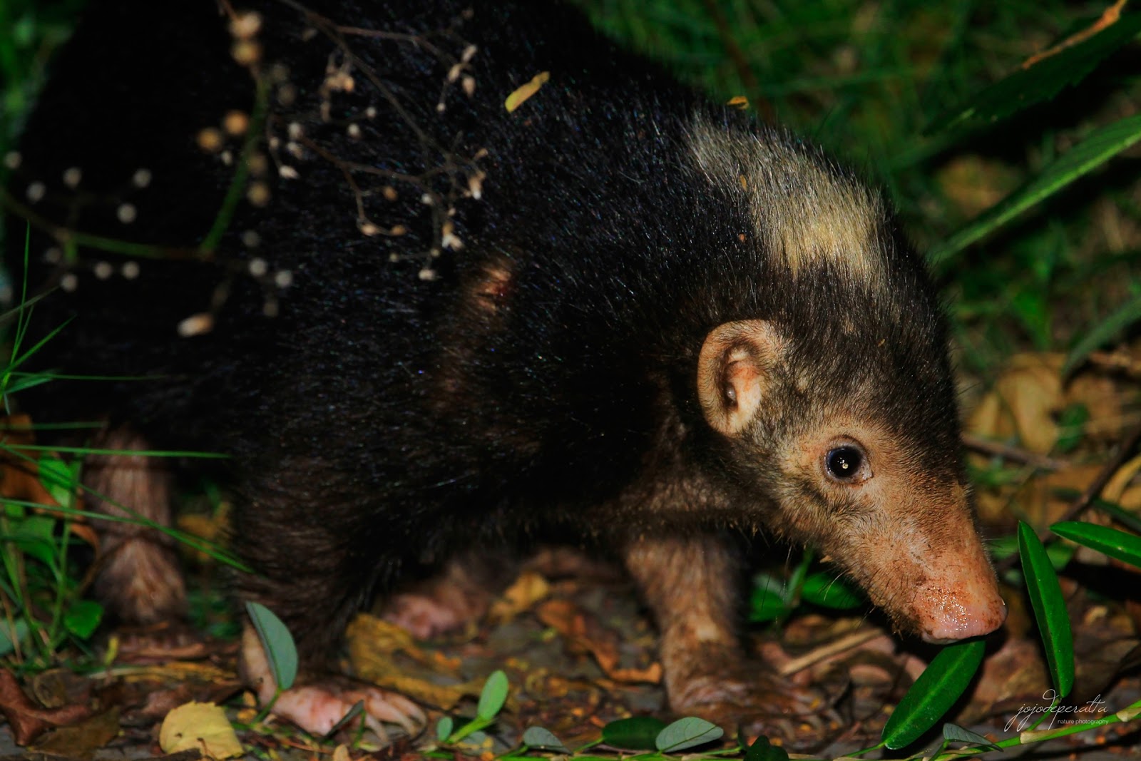 Palawan Stink Badger - A mephitid endemic to Palawan
