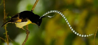 King of Saxony Bird of Paradise Species | Animals In The World