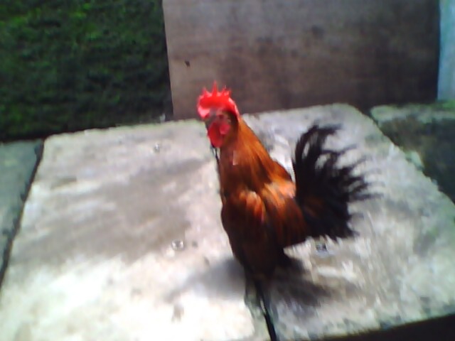 kumpulan gambar dan foto: ayam kate