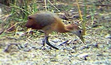 Birds That Cannot Fly ~ Explore Amazing World