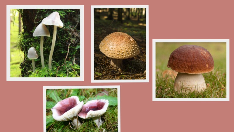 Momo celebrating time to read: The Legend of Podkin One-Ear by Kieran ...