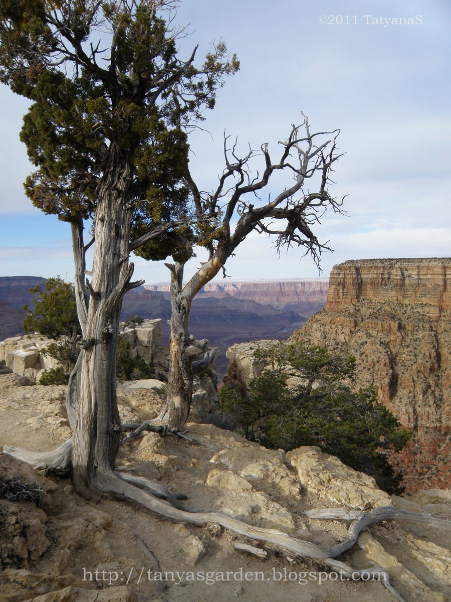 MySecretGarden: Trees I Met at the Grand Canyon