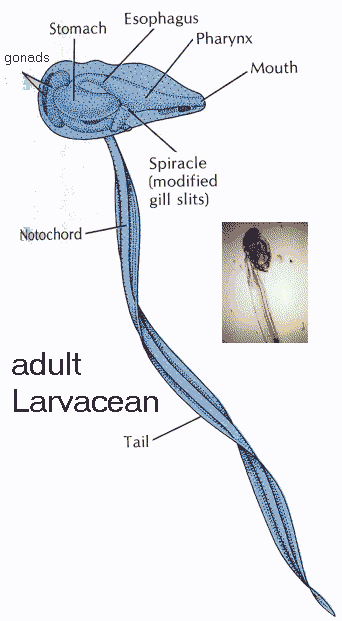 BIOLOGIA PARA A VIDA : CORDADOS 2