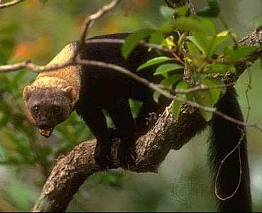 Variety of Life: Mustelidae