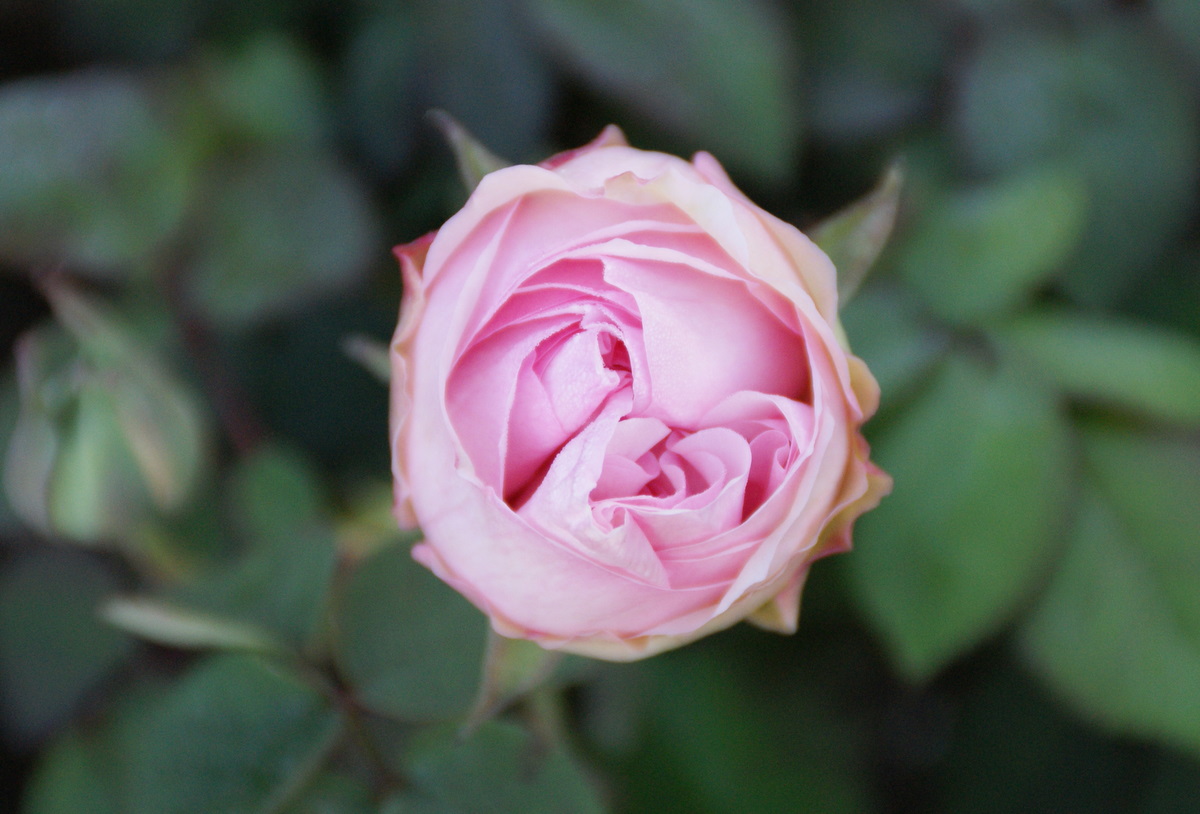 Organic Garden Dreams: Planting a New Rose...