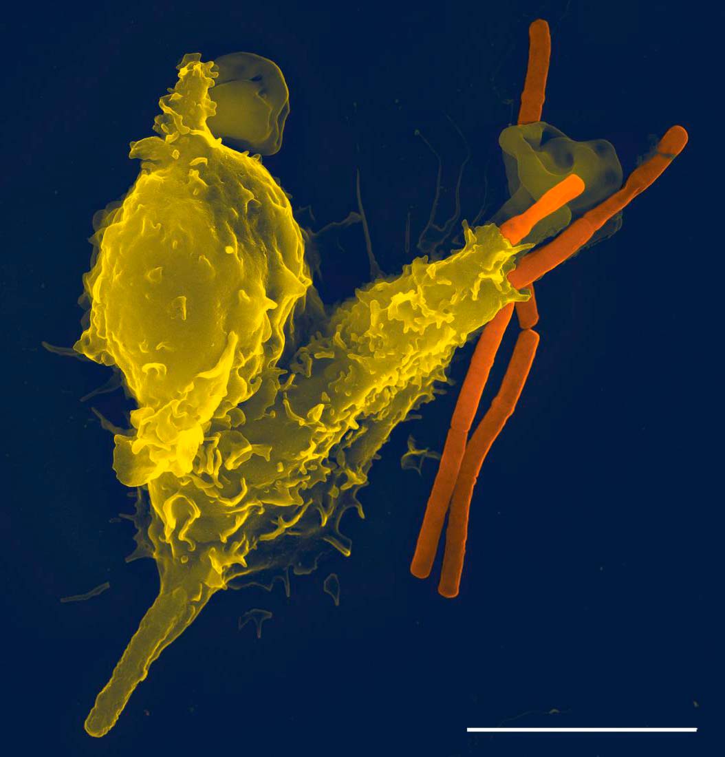 CÉLULAS DEL SISTEMA INMUNOLÓGICO - BITS DE CIENCIA OFICIAL