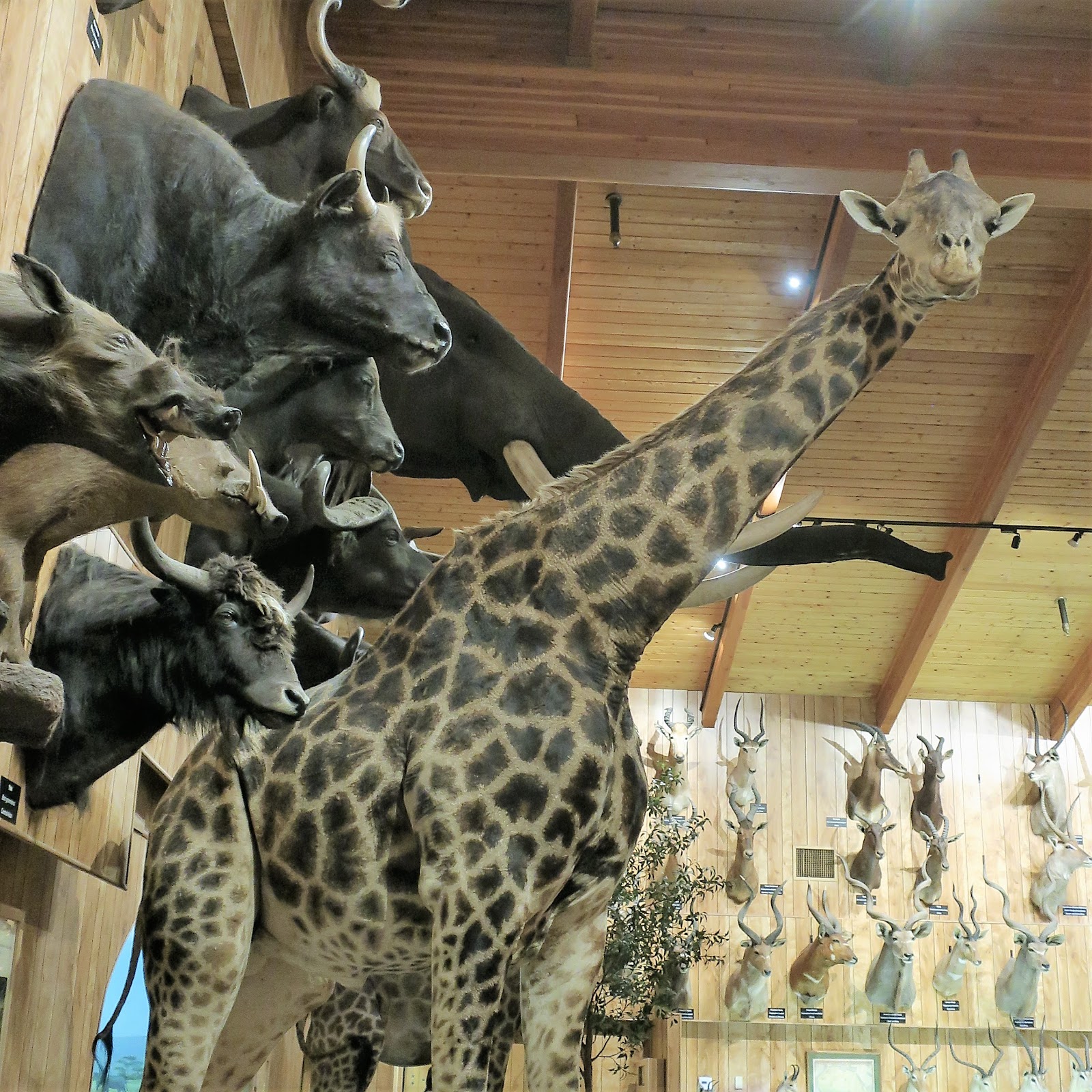 Living Rootless: Tucson, AZ: International Wildlife Museum