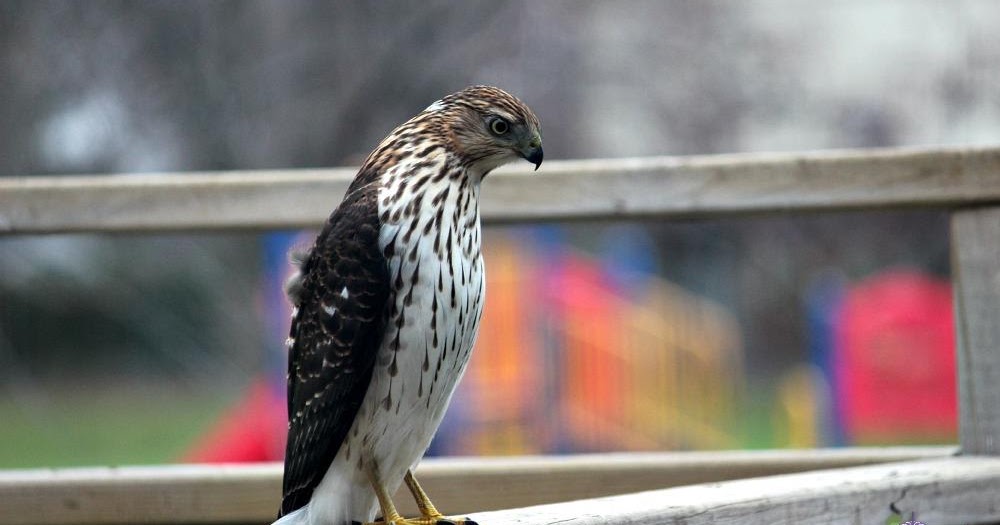 SCG Niagara: The Hawk Has Landed - in the BackYard